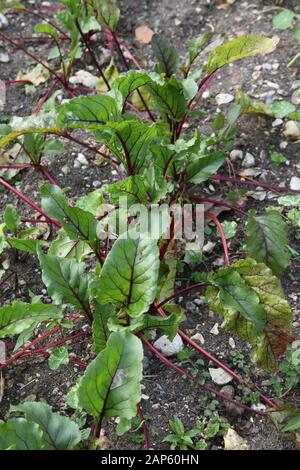 Beetroot patch, growing organic vegetables in the garden Stock Photo ...