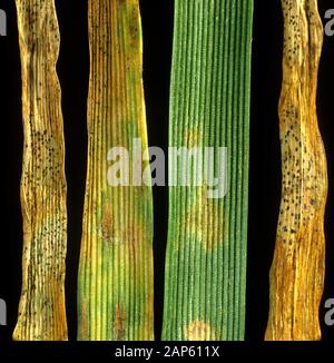 Septoria leaf spot (Septoria tritici) lesions, pycnidia, & spores on a ...