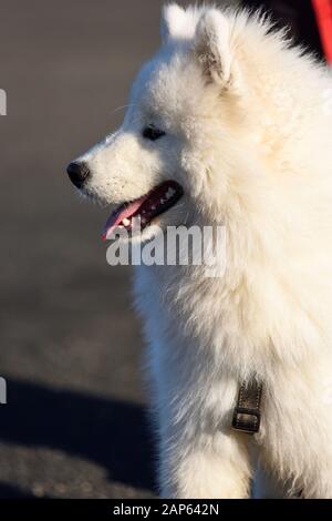 Samoyed female. Winter portrait. A dog lying in a snowy landscape Stock ...