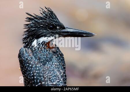 Bird v fish - a giant kingfisher - Megaceryle maximus - with a huge ...
