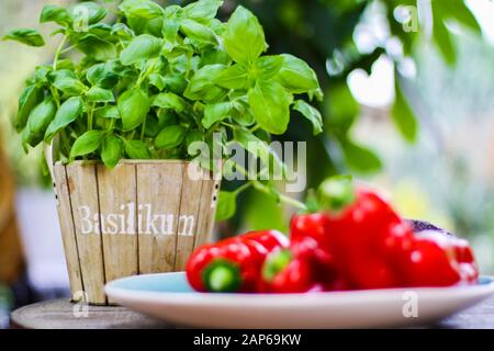 Fresh basil plant on blurred background Stock Photo - Alamy