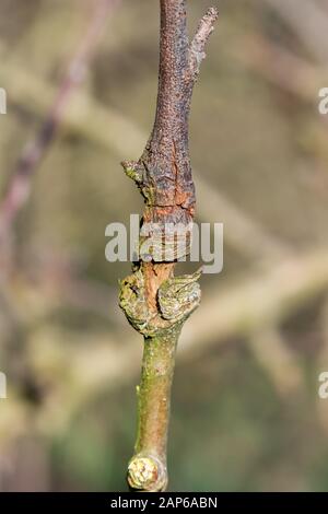 Apple canker Neonectria ditissima dead shoot on Apple tree (Malus ...