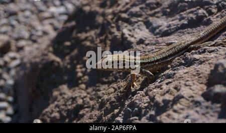 WALL LIZARD (Podarcis muralis). Part of shed skin, (ecdysis), showing ...