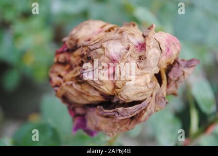 A beautiful pink rose dying Stock Photo - Alamy