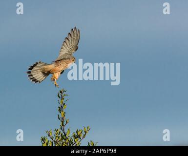 Male kestrel taking off Stock Photo - Alamy