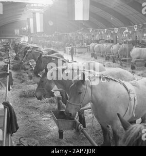 30 th National exhibition for draft horses in Den Bosch Date: 14 ...