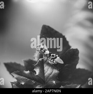Praying mantis in the insectarium of Artis Date: 17 October 1963 ...
