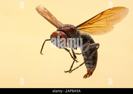 Giant brown paper wasp. Polistes gigas Stock Photo - Alamy