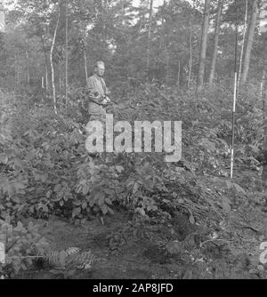 forests, measuring poles Date: undated Keywords: forests, measuring ...