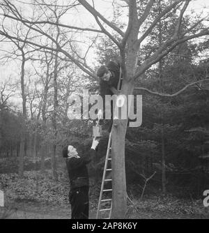 forestry, workers, tools, ladders Date: undated Keywords: workers ...
