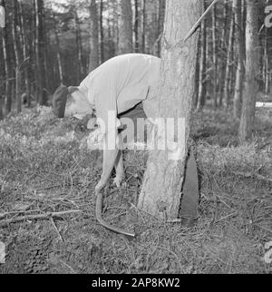 trees, tools, workers Date: undated Keywords: workers, trees, tools ...