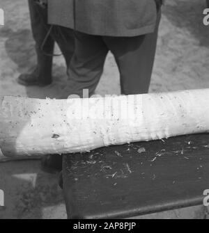 woodworking, tree trunks, tree sheets Date: undated Keywords: trees ...