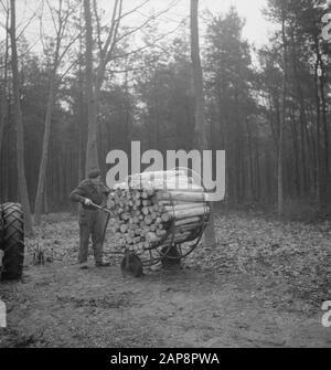 forestry, workers, logs, carts, tying Date: undated Keywords: workers ...