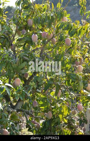 Mango tree full of mango fruits in the caribbean sea Stock Photo - Alamy