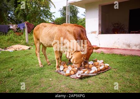 Two young cows eat coconut shells drying on a backyard, Tangalle, Sri ...