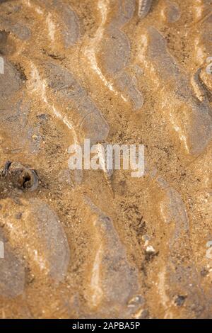 Mud skipper fish on sand beach borneo malaysia Stock Photo - Alamy