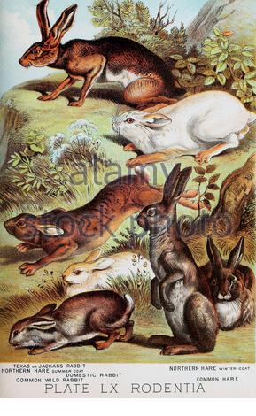 Vintage engraving Nature, Rabbits, Hares and Pika. Pictorial Museum of ...