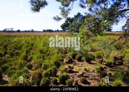 Dried up marsh land and nature reserve following a very dry summer in ...