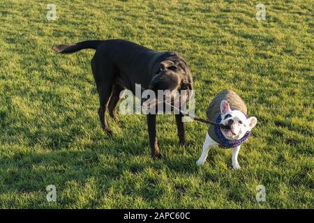 Two dogs on the grass, a French bulldog in focus and a black Labrador ...