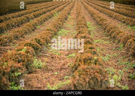 planting of boxwoods in rows in the field Stock Photo - Alamy