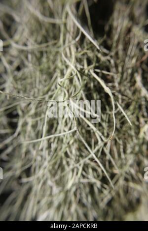 Beautiful gray stringy Spanish Moss hanging in a thick clump Stock ...