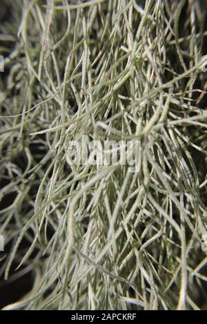Beautiful gray stringy Spanish Moss hanging in a thick clump Stock ...