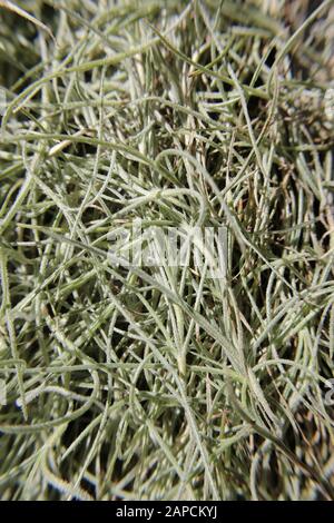 Beautiful gray stringy Spanish Moss hanging in a thick clump Stock ...