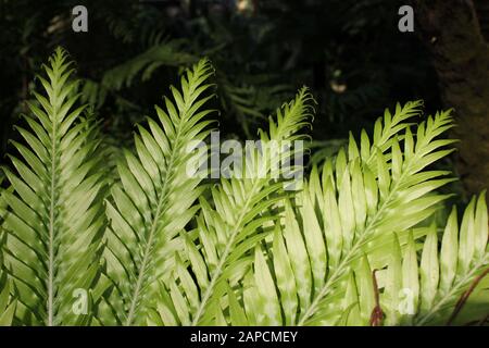 Beautiful green Mother Shield fern growing in the garden Stock Photo ...