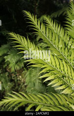 Beautiful green Mother Shield fern growing in the garden Stock Photo ...