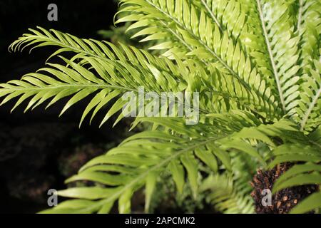 Beautiful green Mother Shield fern growing in the garden Stock Photo ...
