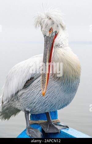 Dalmatian pelican in the park Stock Photo - Alamy