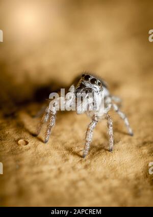 Jumping spider exoskeleton Stock Photo - Alamy