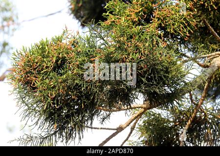 Moreton Bay Pine or Hoop Pine Tree, Araucaria cunninghamii ...