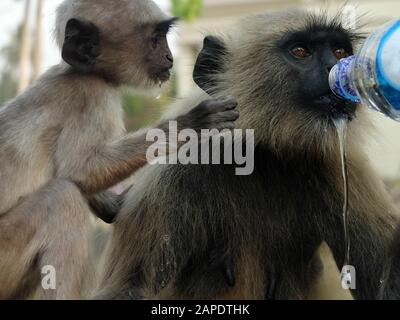 Pig tailed macaque monkeys being given water by visitors near ...