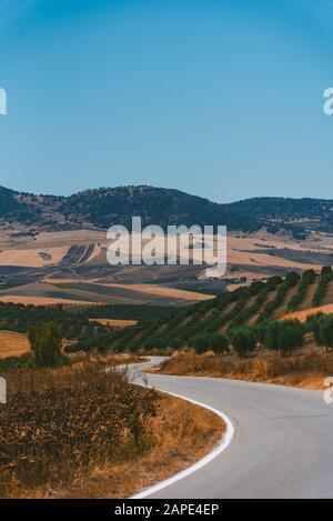 An amazing shot of an empty road surrounded by trees on a foggy day ...