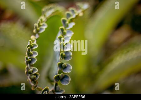 Medicinal plant known as Aranto Chileno, in Brazil Stock Photo - Alamy