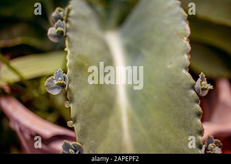 Medicinal plant known as Aranto Chileno, in Brazil Stock Photo - Alamy