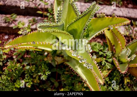 Medicinal plant known as Aranto Chileno, in Brazil Stock Photo - Alamy