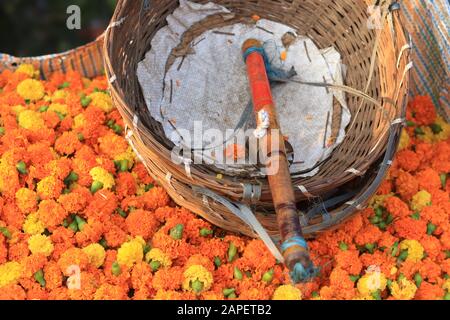 Orange Marigold Flowers In Bamboo Basket Called Puja Phool Ki Tokri Or ...