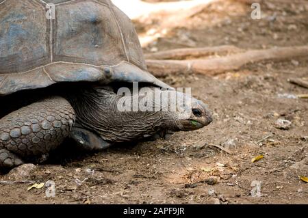 Zanzibar Tanzania 14/08/2010: Centenary Turtle Zanzibar Stock Photo - Alamy