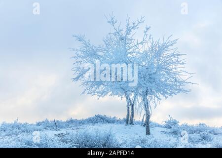Christmas tree branches in the forest close-up, natural background ...
