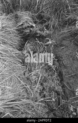 Upon arrival in Brastagi, the troops made a grim discovery. This ...