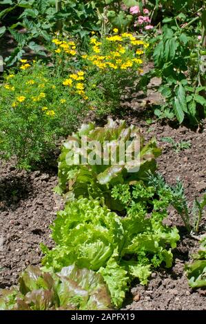 Batavia lettuce (Lactuca sativa var. Batavia), salad Stock Photo - Alamy