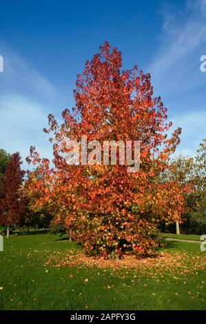 Maple (Acer sp) tree in a Japanese cedar (Cryptomeria japonica ...