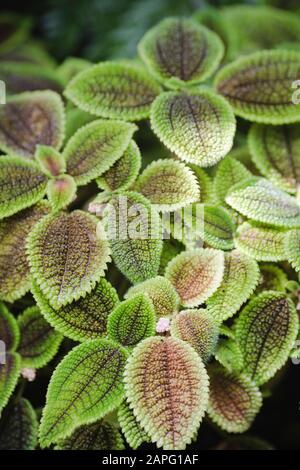 PILEA 'MOON VALLEY' Stock Photo - Alamy