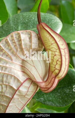 Pelican Flower, Aristolochia grandiflora, Aristolochiaceae, Central ...