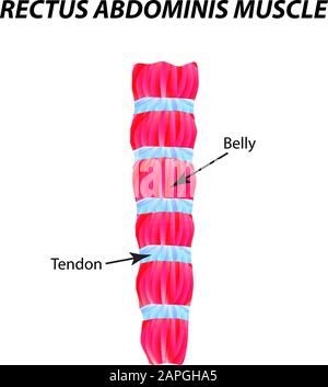 The structure of skeletal muscle. Bipennate muscle. Tendon ...