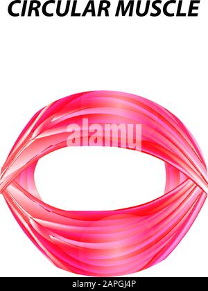 The structure of skeletal muscle. digastric muscle. Tendon ...