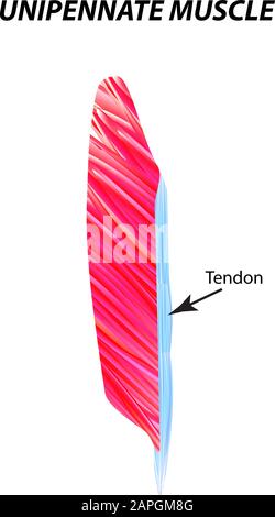The structure of skeletal muscle. digastric muscle. Tendon ...