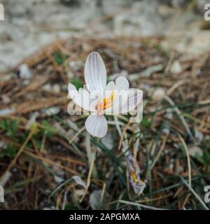white flower, Crocus serotinus, on a winter sunny day in Menorca, Spain ...